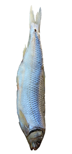 Dried Caspian Kutum ≈ 800 g – Prostor.ae – ProStor.ae